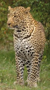 Leopards (Panthera pardus) in the Masai Mara - Masai Mara Wildlife ...