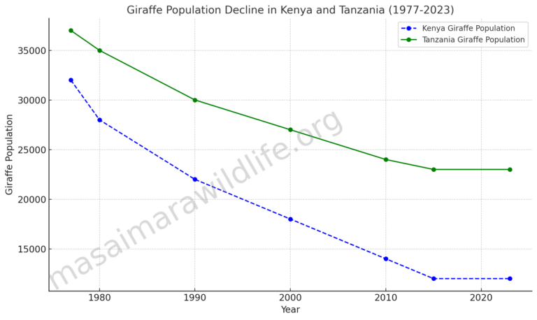 Giraffe Pop' In Masai Mara; High Giraffe Calf Survival (30%) in Maasai ...
